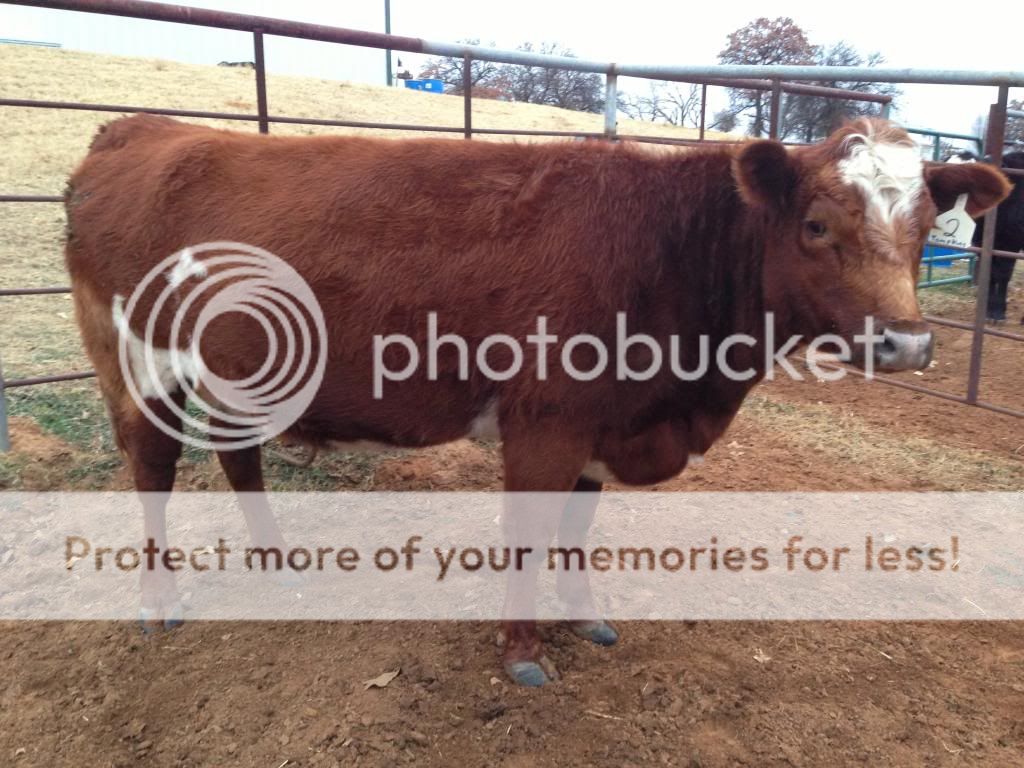 Head Butting and Pushing | CattleToday.com - Cattle, Cow & Ranching ...